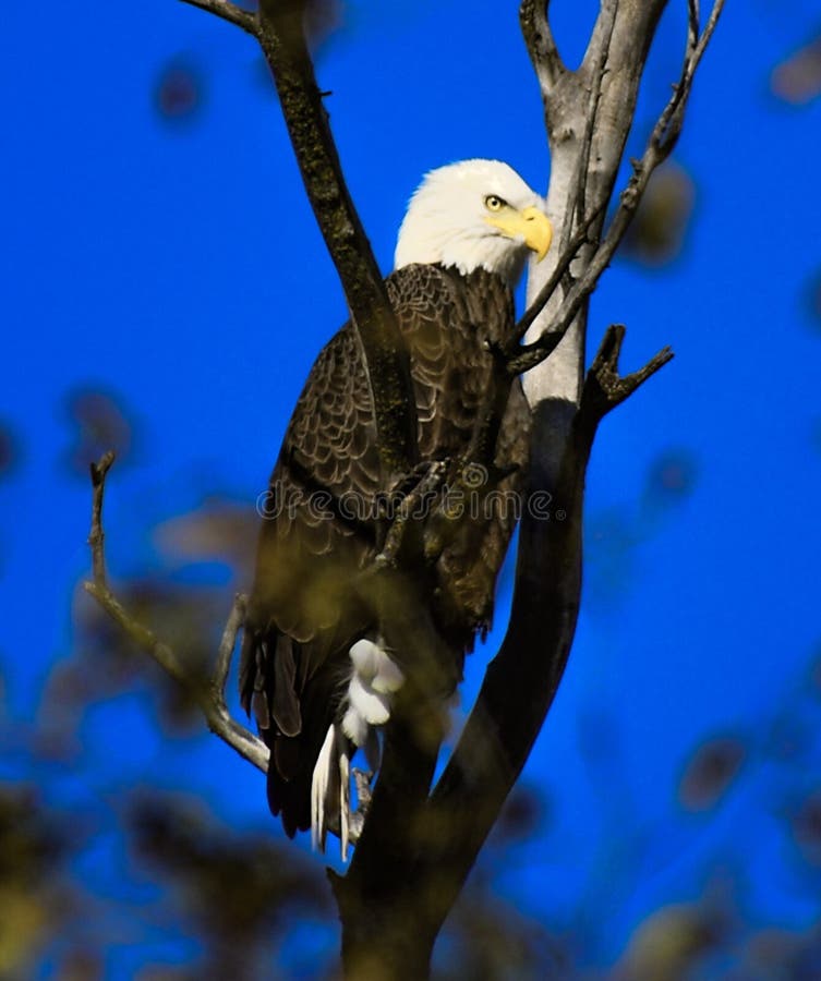 Junior Bald Eagle in Tree Against Bright Blue Sky Stock Image - Image ...