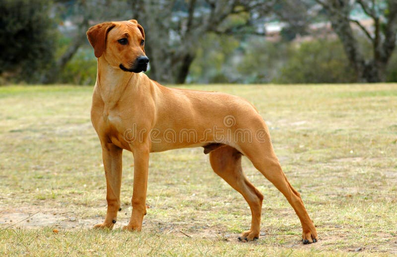 Junior Rhodesian Ridgeback stock image. Image of looking - 11566101