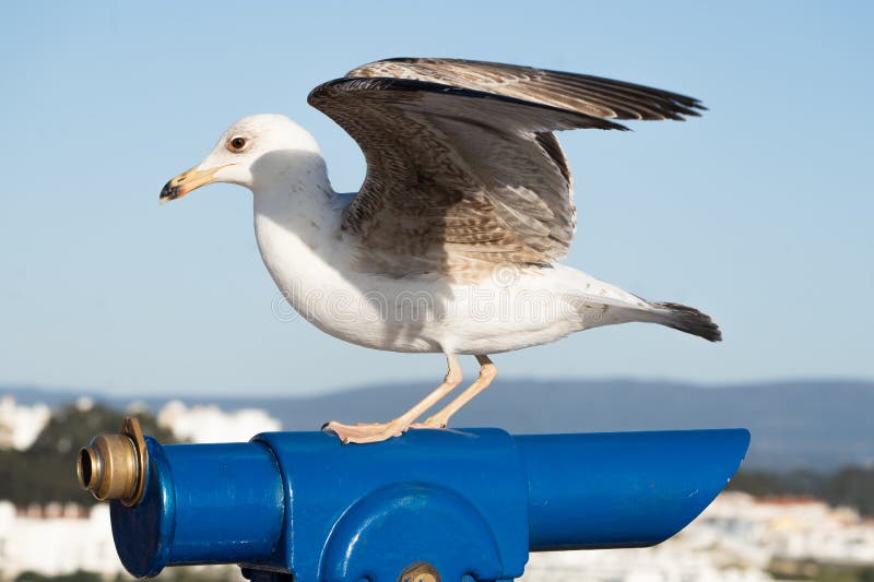 Junior Seagull on Top of the Blue Telescope Stock Photo - Image of ...