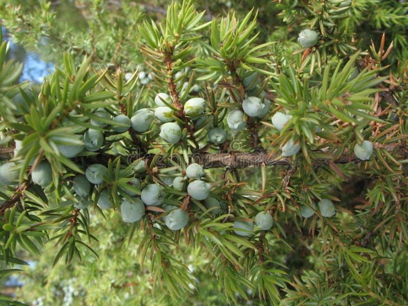 Juniper stock image. Image of beauty, juniper, essential - 1343979