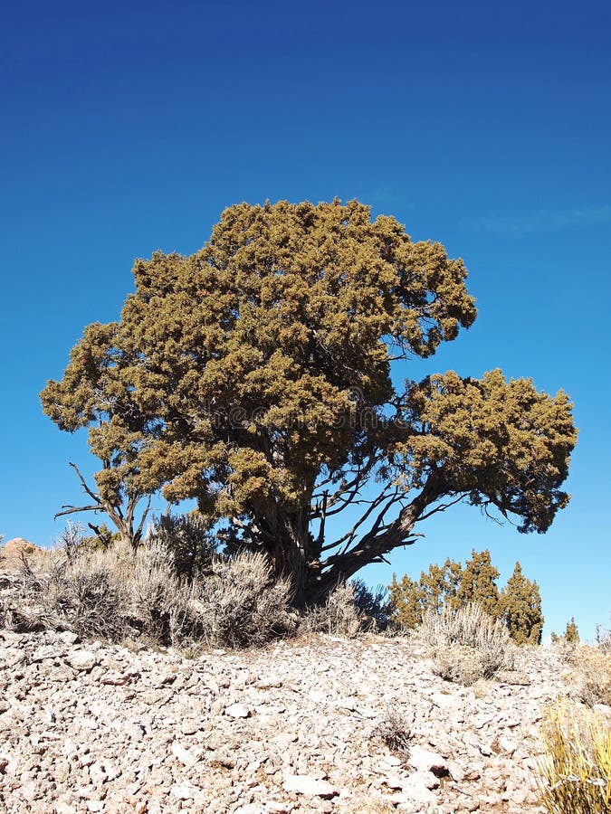 Juniper stock image. Image of trunk, landscape, juniper - 17614689