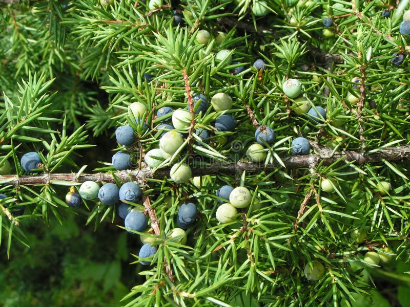 Juniper stock photo. Image of summer, mountain, essences - 311368