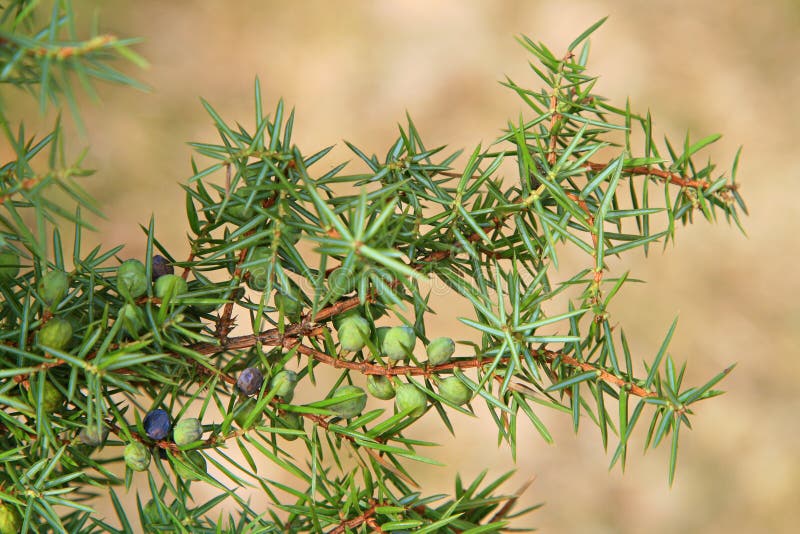 Grass Covered Norwegian House Stock Photo - Image of frame, cover: 25889510
