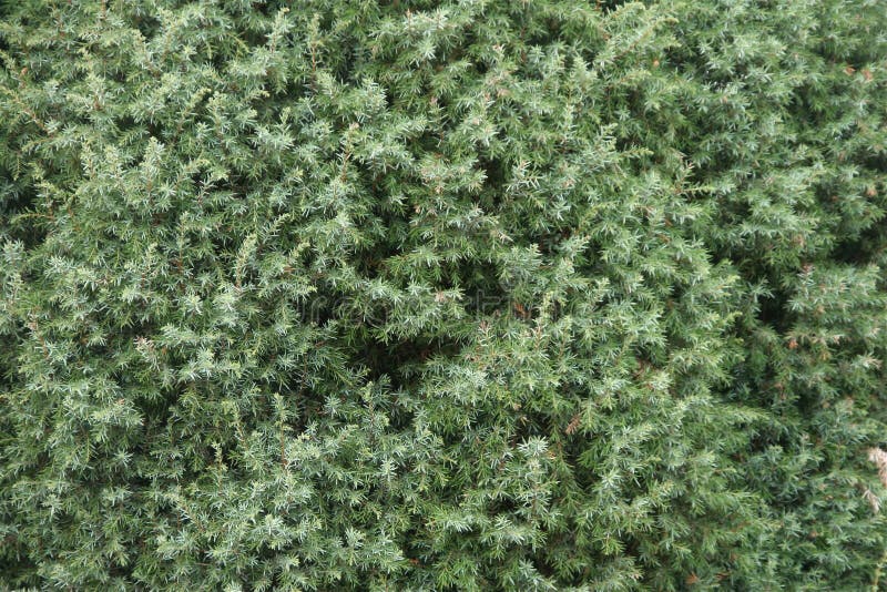 Juniper background stock image. Image of nature, ragged - 4380769
