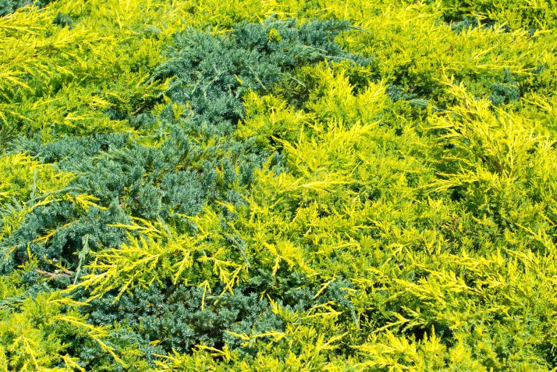 Juniper stock photo. Image of park, curve, medicine, bush - 31741056