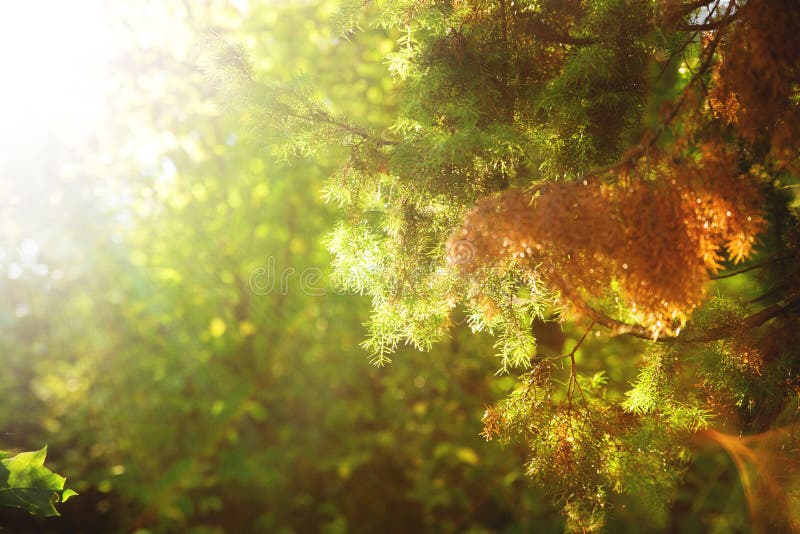 Juniper Background stock photo. Image of lighting, summer - 100145636