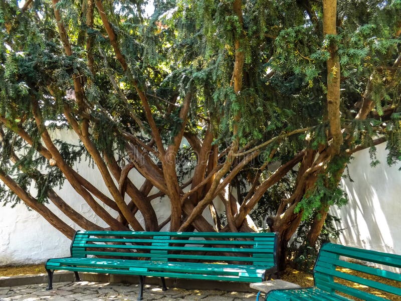 Juniper stock image. Image of tree, elegant, summer, calm - 32186645