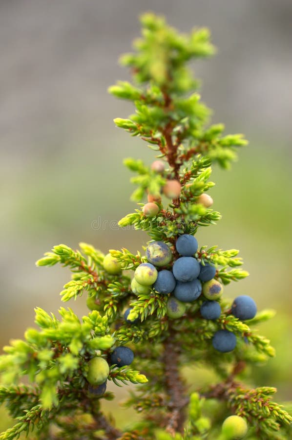 Juniper berries stock image. Image of august, lapland - 1201739