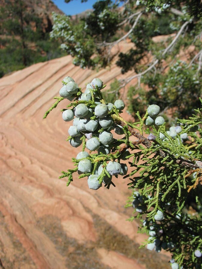 Juniper berries stock image. Image of august, lapland - 1201739