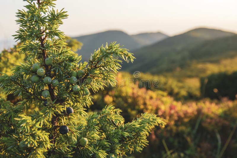 Juniper Berries Growing High in the Mountains Stock Image - Image of ...