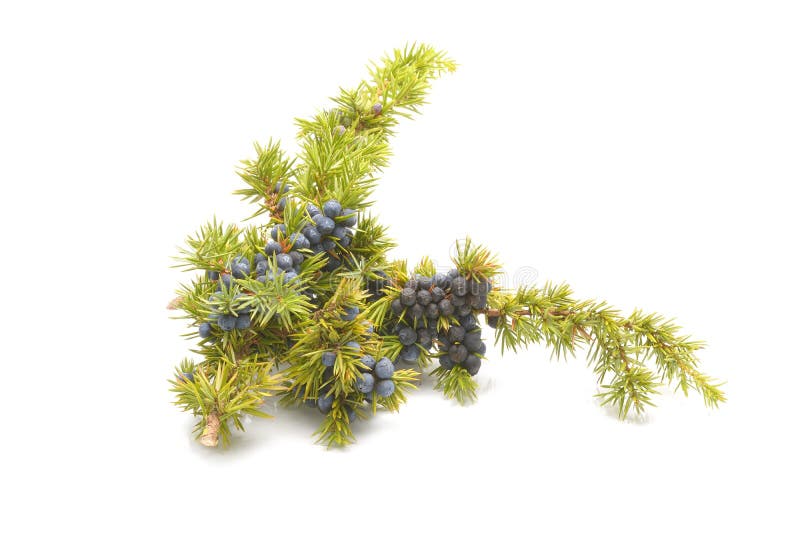 Juniper Berries Isolated On White Background. Stock Photo - Image of ...