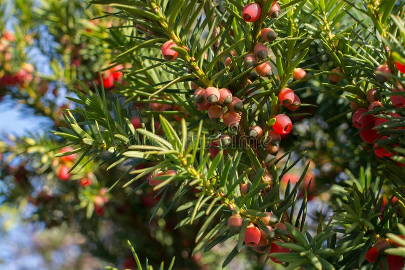 Red Juniper Berries on Twig Stock Image - Image of flavour, close: 34071649