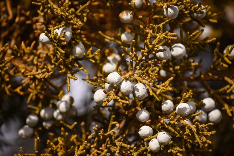 Juniper Snow Ghost stock photo. Image of branches, frozen - 197118528