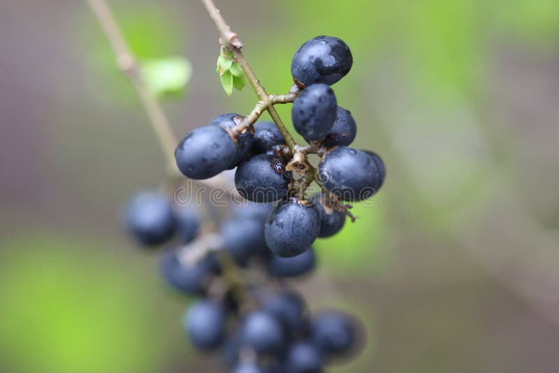 Juniper Berries in Spring stock image. Image of berry - 4864727