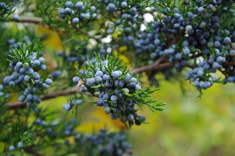 Juniper Berries on a Juniper Tree Branch Stock Photo - Image of close ...