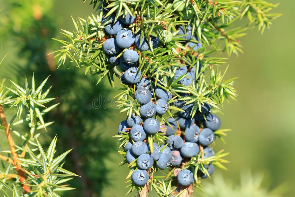 Juniper Berries on Tree, Fresh Juicy Fruit Stock Image - Image of ...