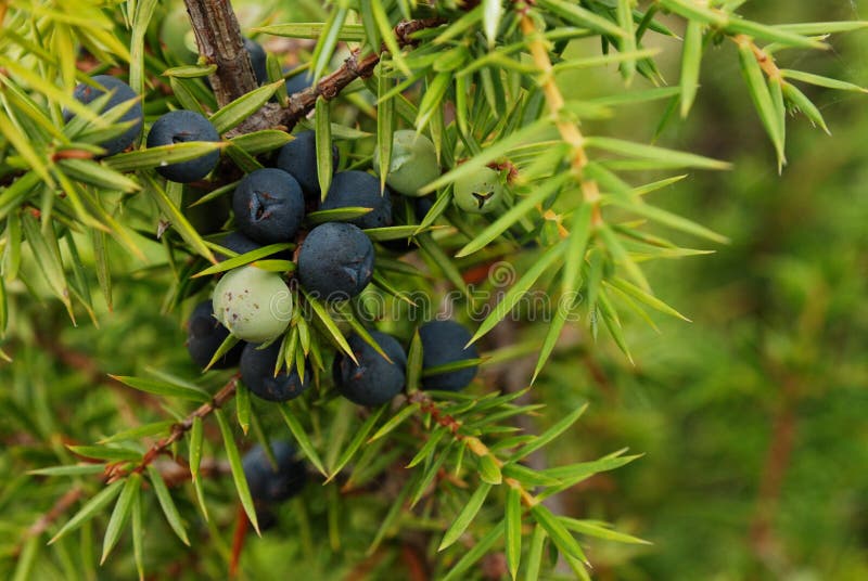 Juniper berry stock image. Image of green, aliment, food - 16174909