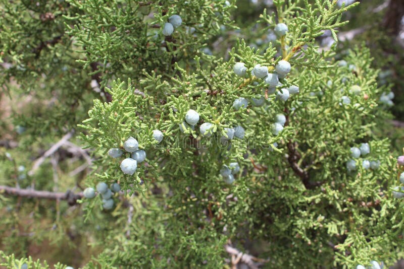 Juniper berry stock photo. Image of include, capped - 150759080