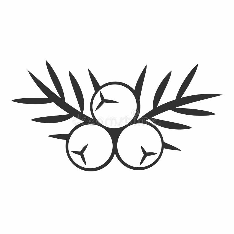 Juniper Berry Stock Illustrations – 2,018 Juniper Berry Stock ...