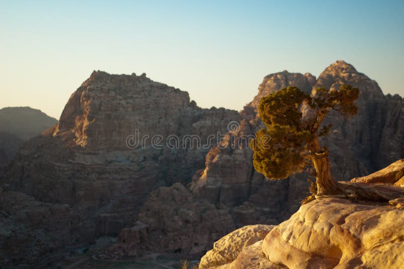 Juniper berry tree stock photo. Image of east, scenic - 25885892