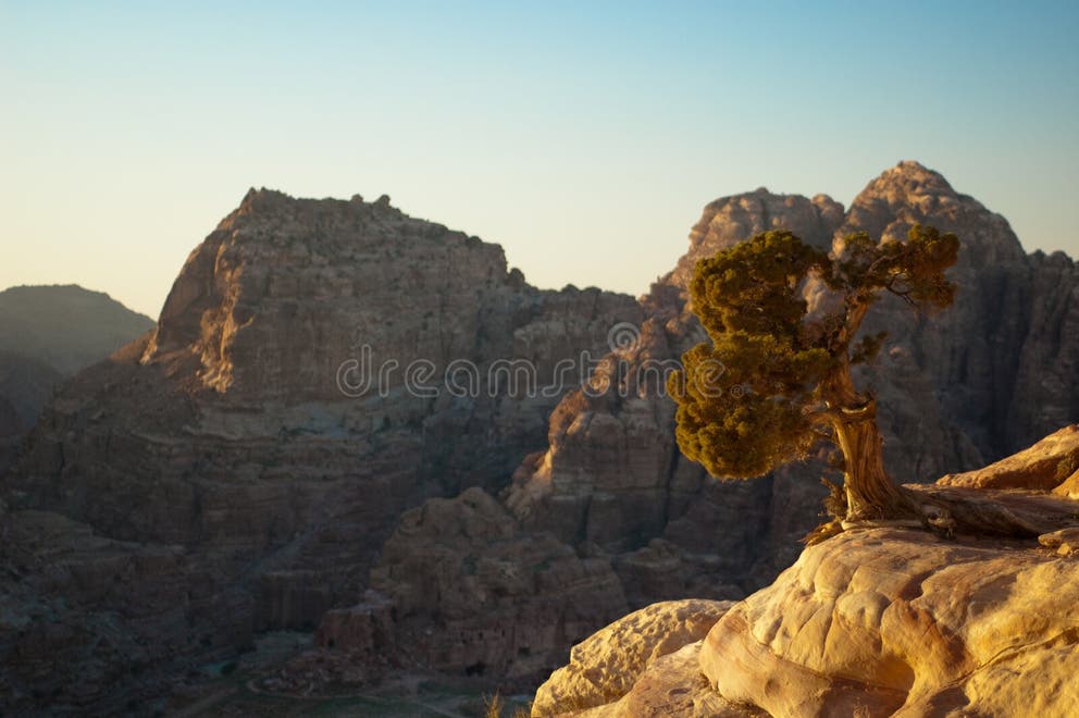 Juniper berry tree stock photo. Image of east, scenic - 25885892