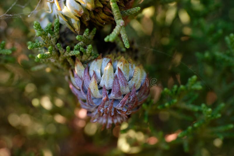 Juniper blossom stock image. Image of bloom, summer - 191727527