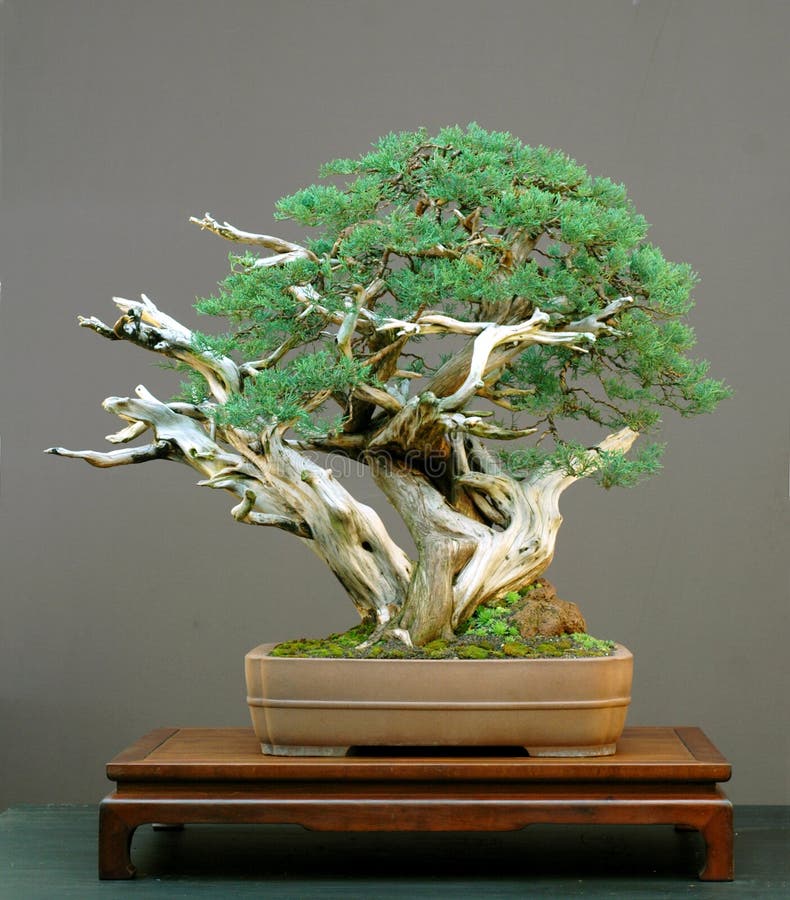 Bonsai Tree 10 Years Old Stock Photos - Free & Royalty-Free Stock ...