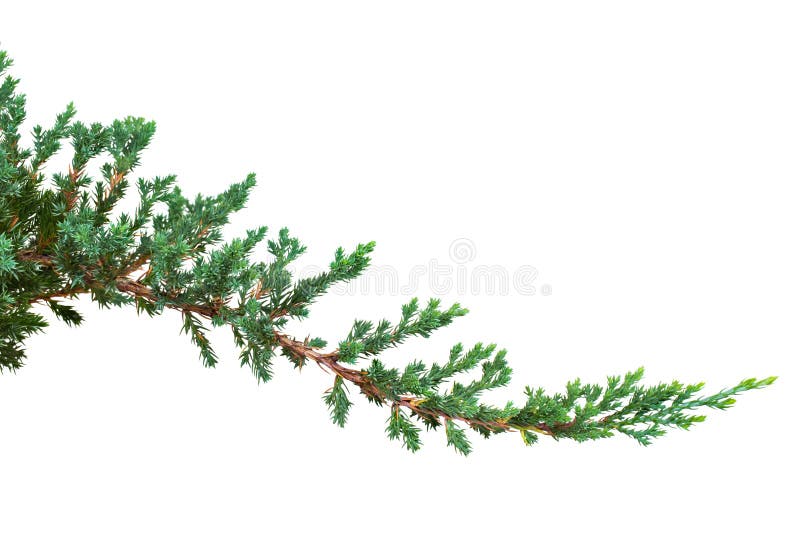 Juniper Bonsai Tree of Pine in Pottery with Copy Space on White for Add ...