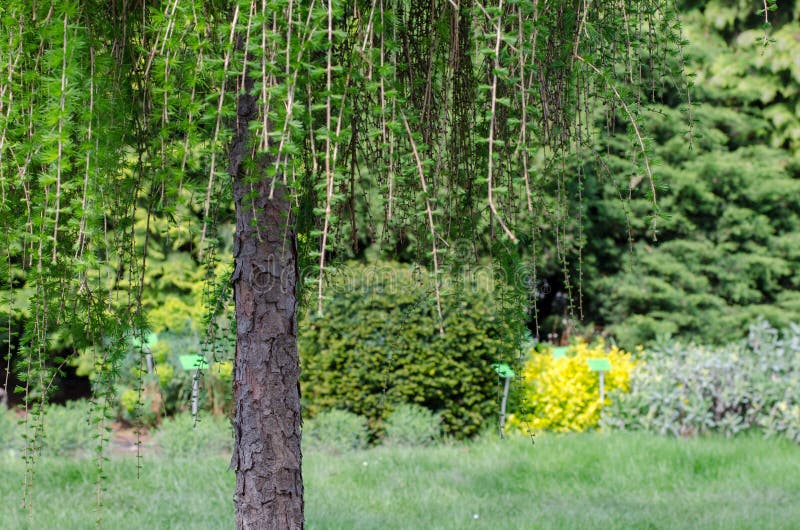 Juniper Tree Trunk and Branches Stock Image - Image of needle, sprout ...