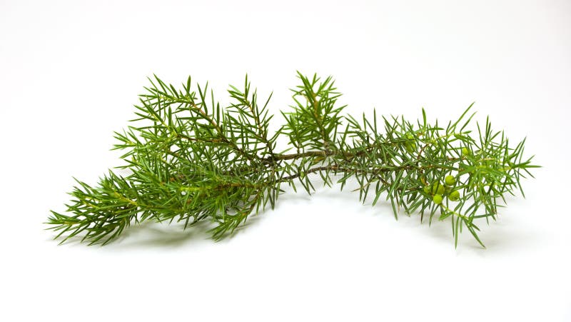 Juniper branch stock image. Image of tree, decorative - 7262267