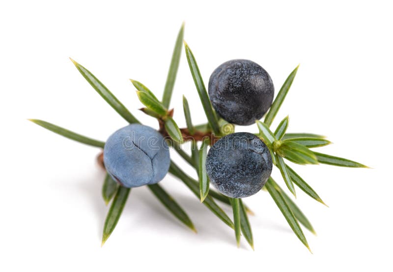 Juniper Branch with Blue Berries Stock Photo - Image of natural, green ...