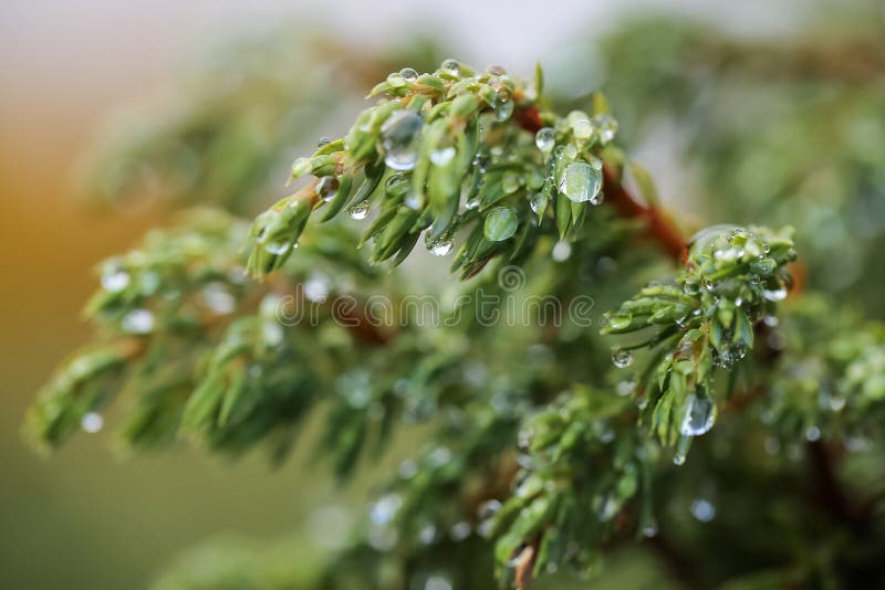 Juniper stock image. Image of herb, season, fall, norway - 210908277
