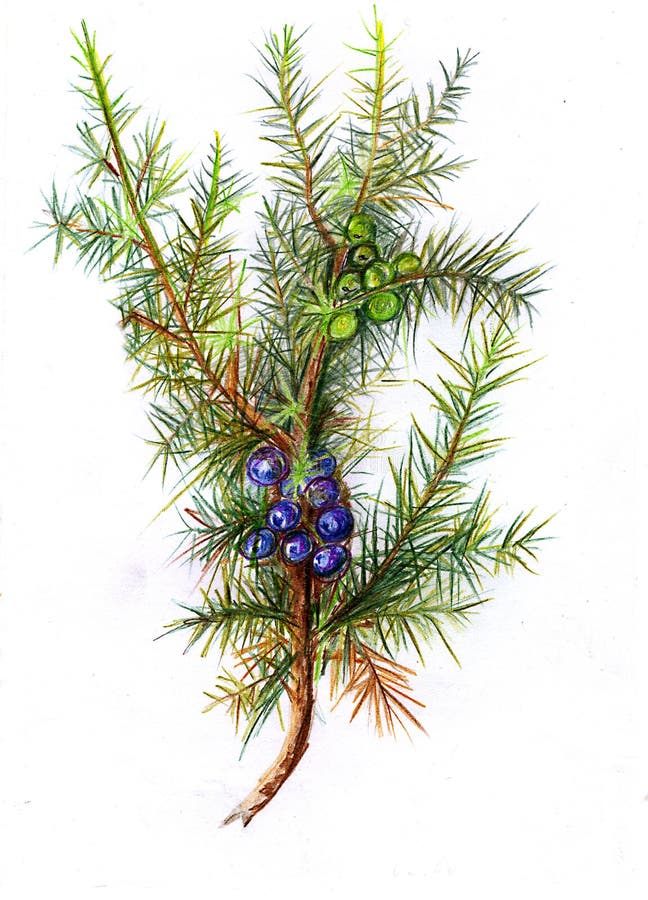 Juniper Branch Drawn with Colored Pencils. Botanical Drawing Stock ...
