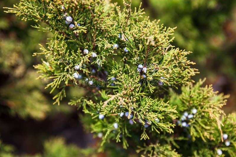 Juniper Branch with Female Cones Stock Photo - Image of blossom, green ...