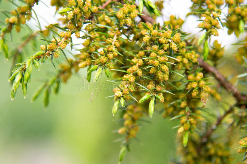Juniper Branch during Flowering in Spring Close-up Stock Image - Image ...