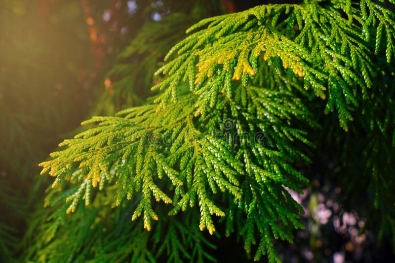 Juniper Branch in the Park during Sunset. a Beautiful Light Falls on a ...