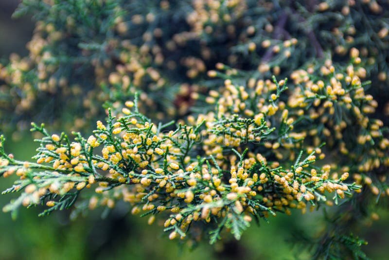 Juniper Branch with Pollen-producing Male Cones Stock Image - Image of ...