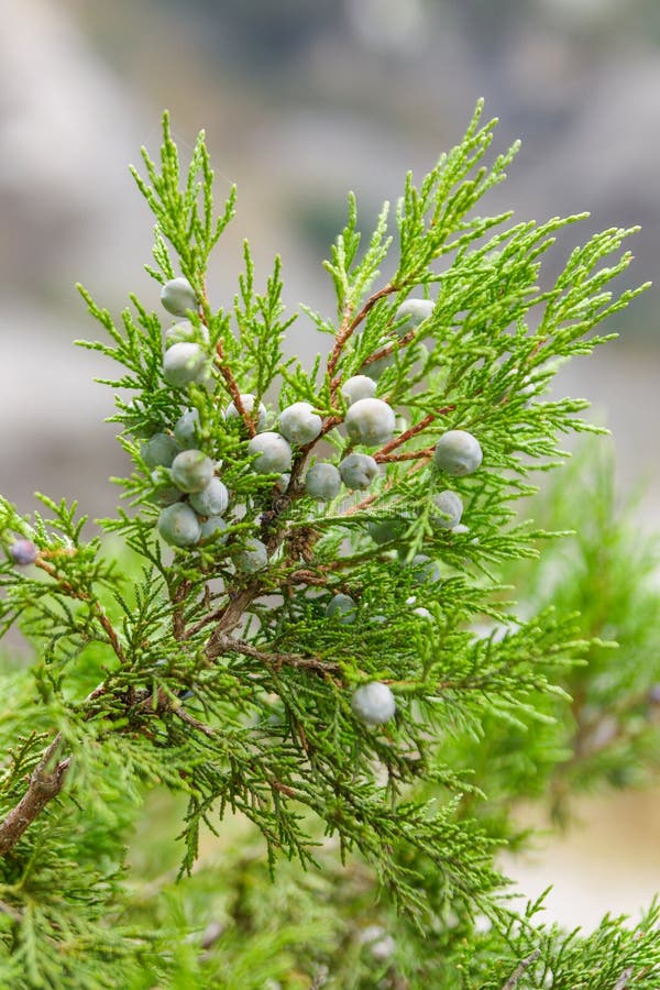 Juniper branch stock image. Image of plant, summer, juniper - 30520453