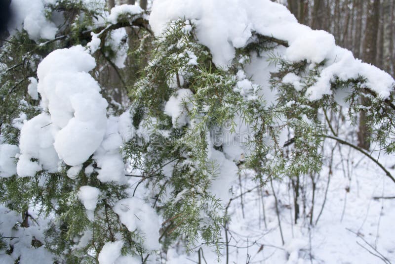 Juniper Snow Ghost stock photo. Image of branches, frozen - 197118528