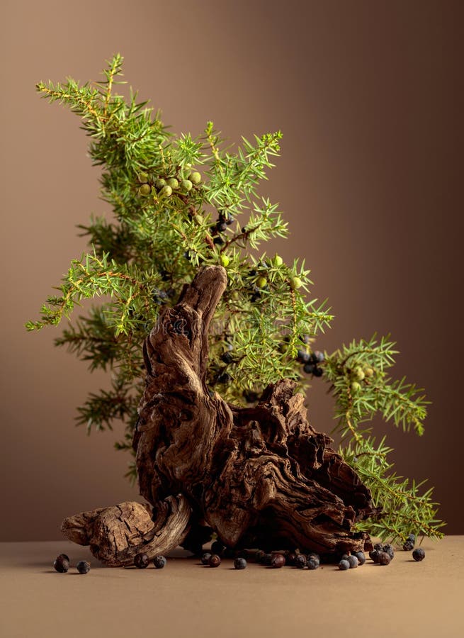564 Old Juniper Bush Stock Photos - Free & Royalty-Free Stock Photos ...