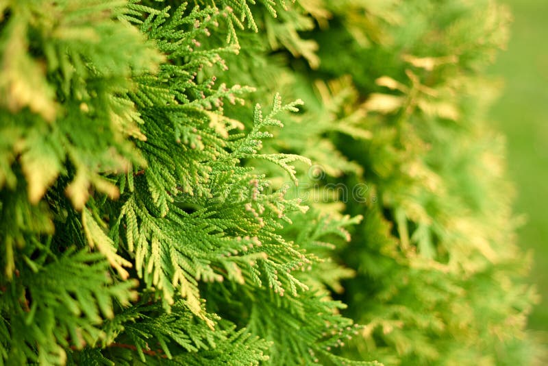 Juniper branches close-up. stock photo. Image of landscape - 175120216