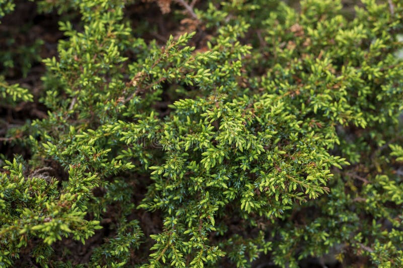 Juniper Branches Close Up. Total Juicy Green in the Spotlight Stock ...