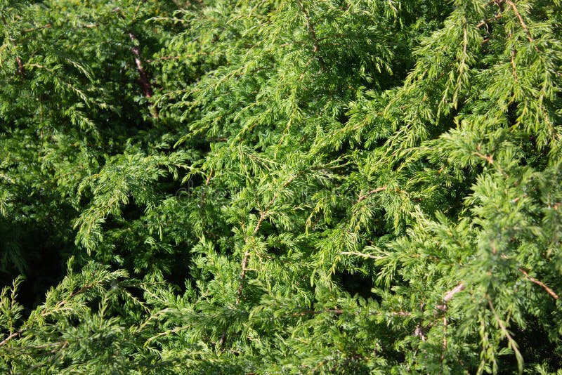 Juniper Branches Forming Natural Background Stock Photo - Image of park ...