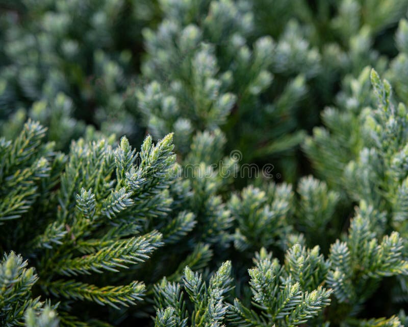 Juniper Branches in the Garden Stock Image - Image of fresh, decorative ...