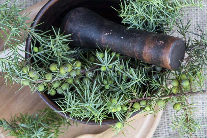 Juniper Branches with Green Berries Stock Photo - Image of crush ...