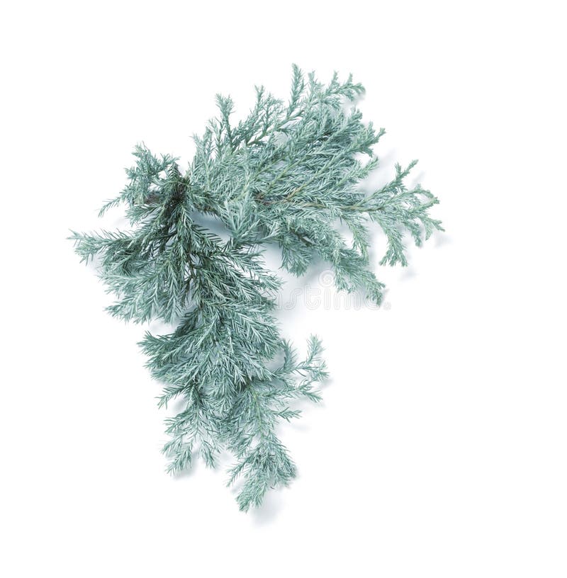 Juniper Branches Isolated on White Background Stock Image - Image of ...