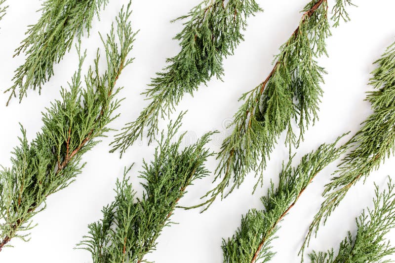 Juniper Branches Pattern on White Background. Christmas Composition ...