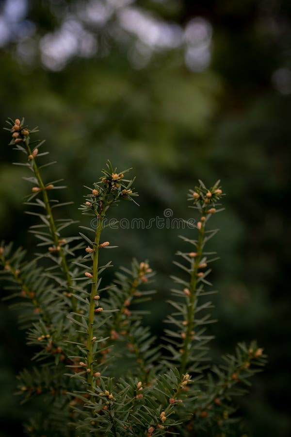 Juniper Branches, with Small Thorns. Stock Photo - Image of texture ...
