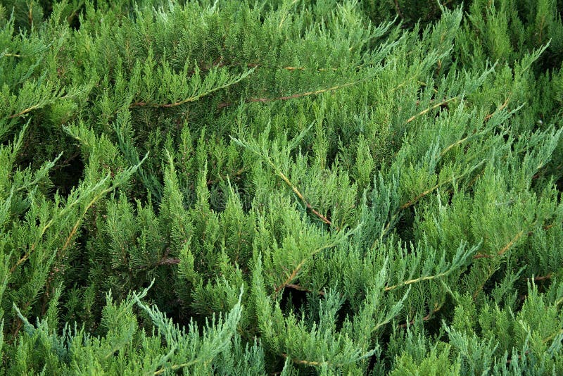 Juniper Bush stock photo. Image of ground, groundcover - 25473418