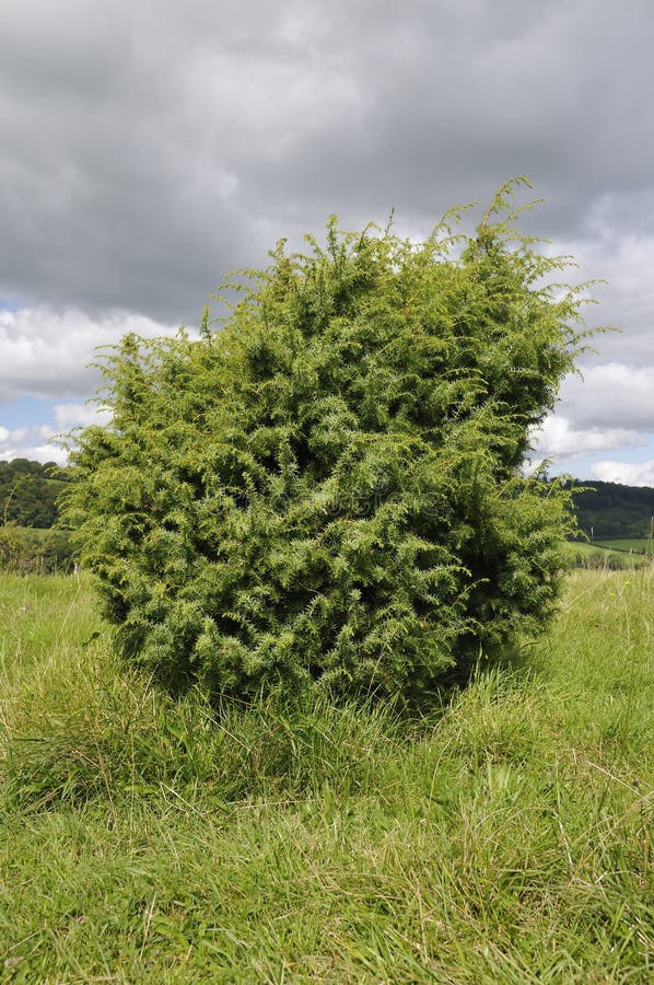 Juniper Bush stock photo. Image of stroud, england, britain - 27638338